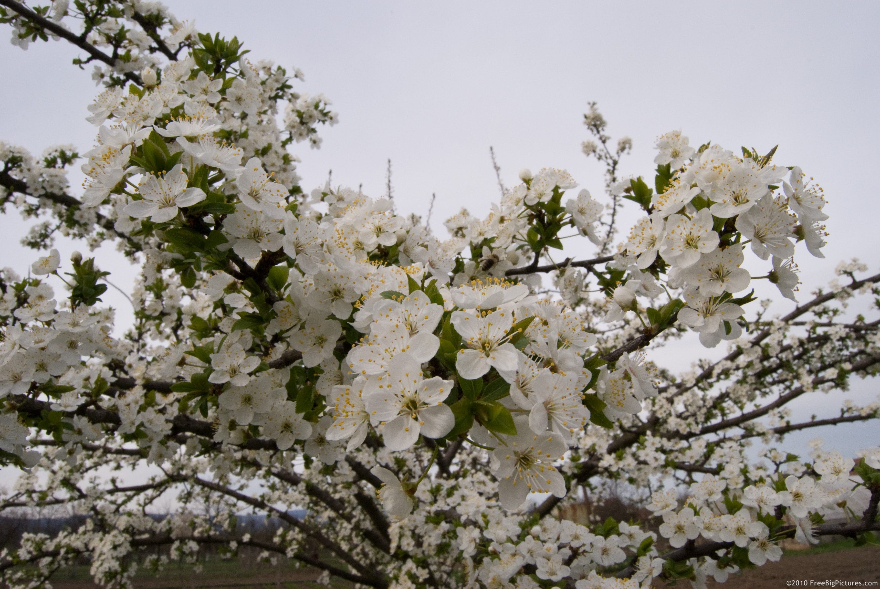 Apple Blossoms Apple Blossoms