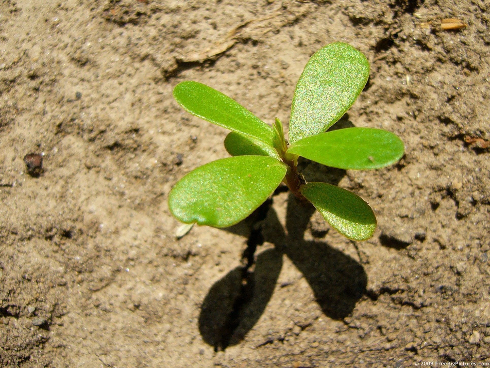 Small Plant