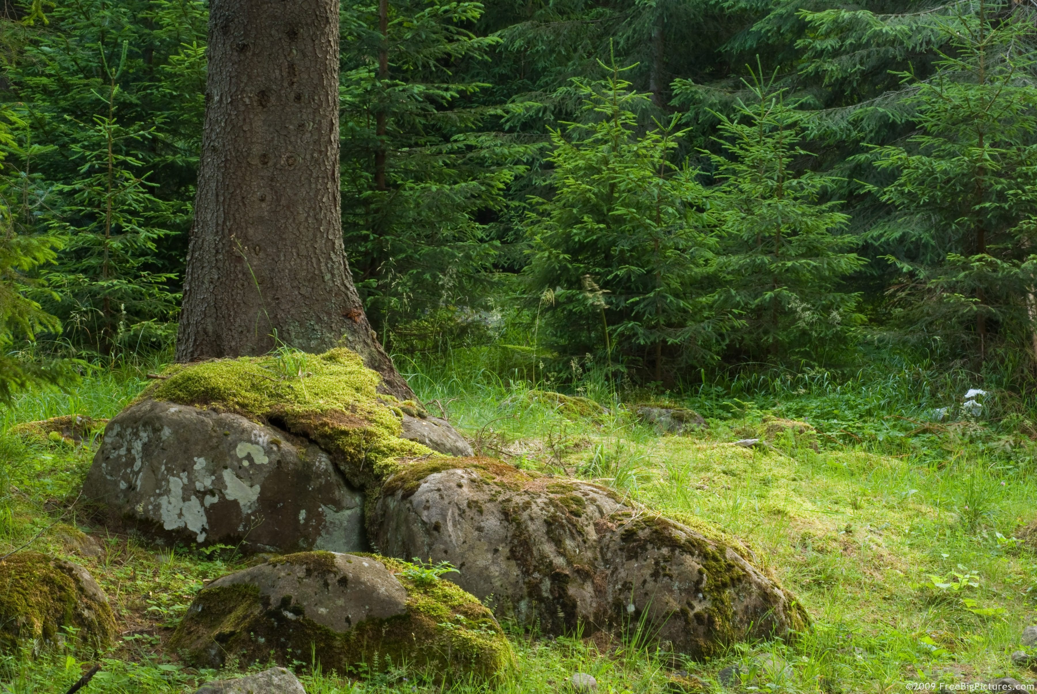 Tree Trunk Tree Trunk