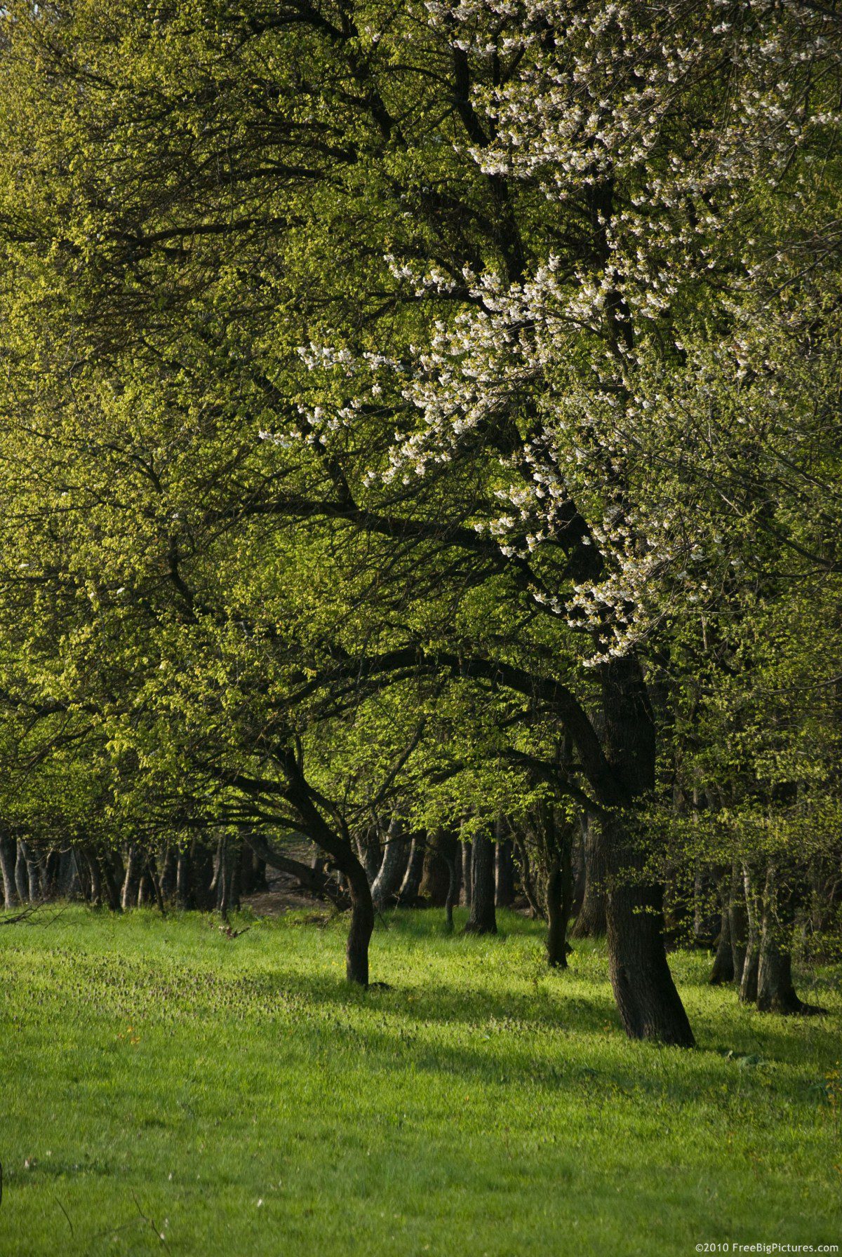 Blooming Forest – FREEBigPictures.com