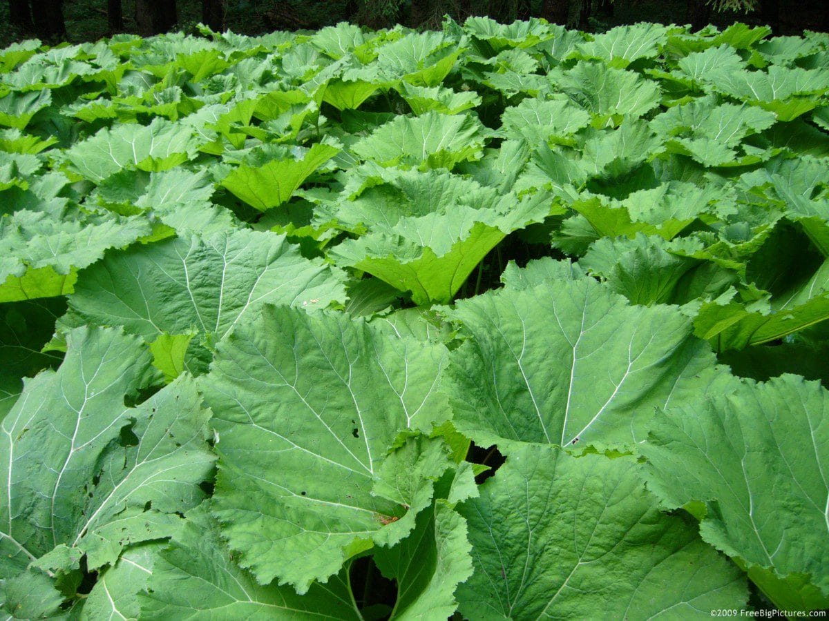 Butterbur – FREEBigPictures.com