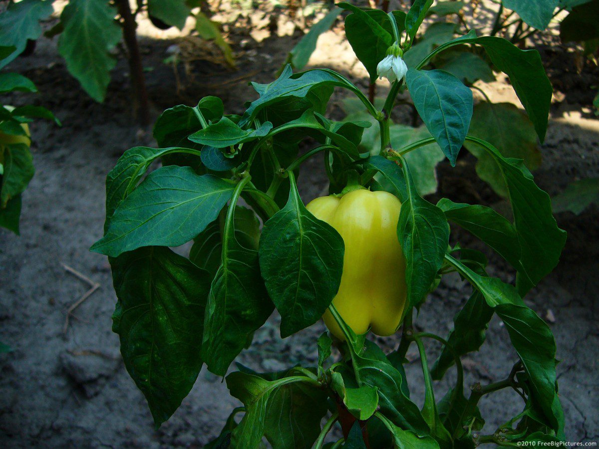 Capsicum – FREEBigPictures.com