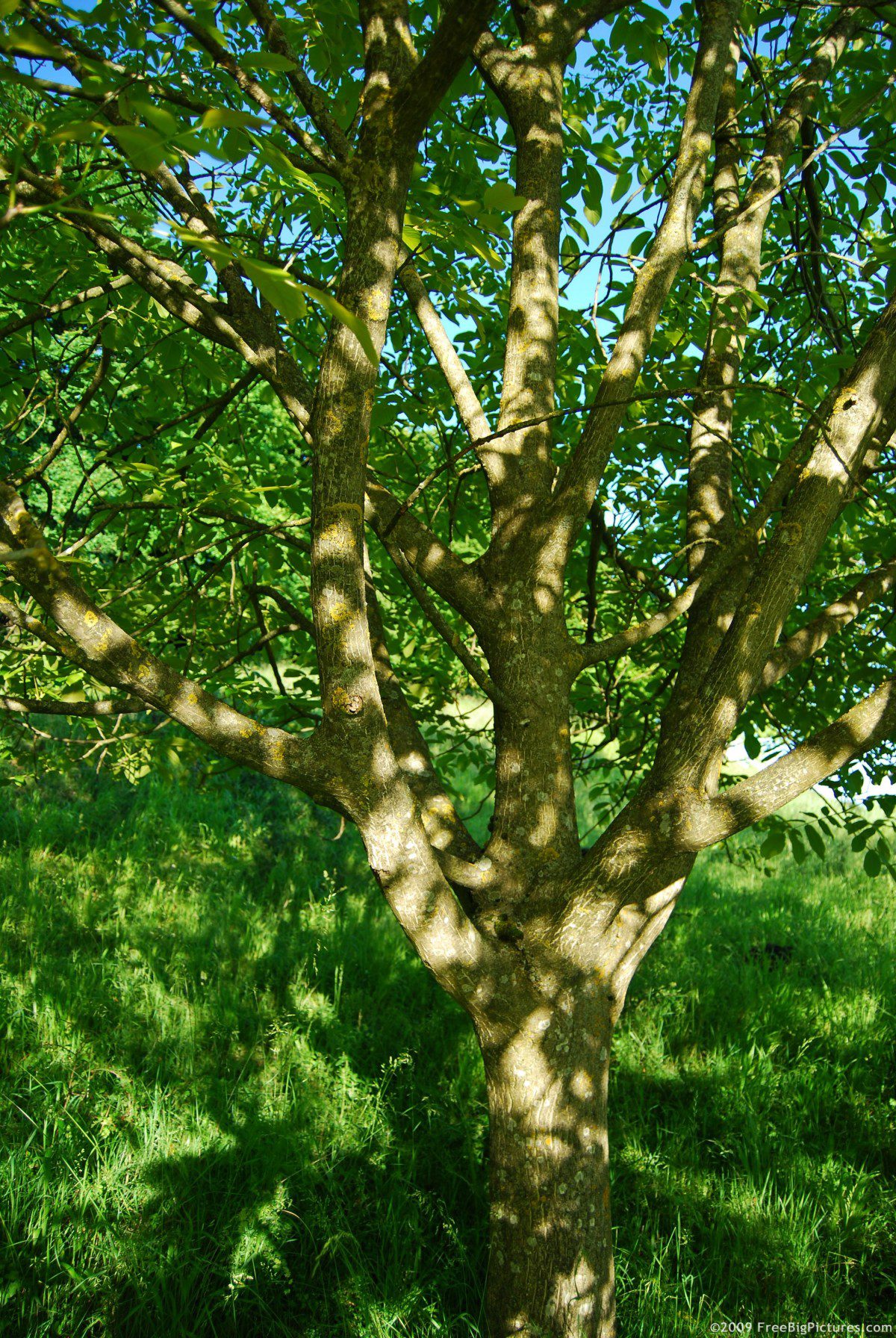 Common Walnut – FREEBigPictures.com