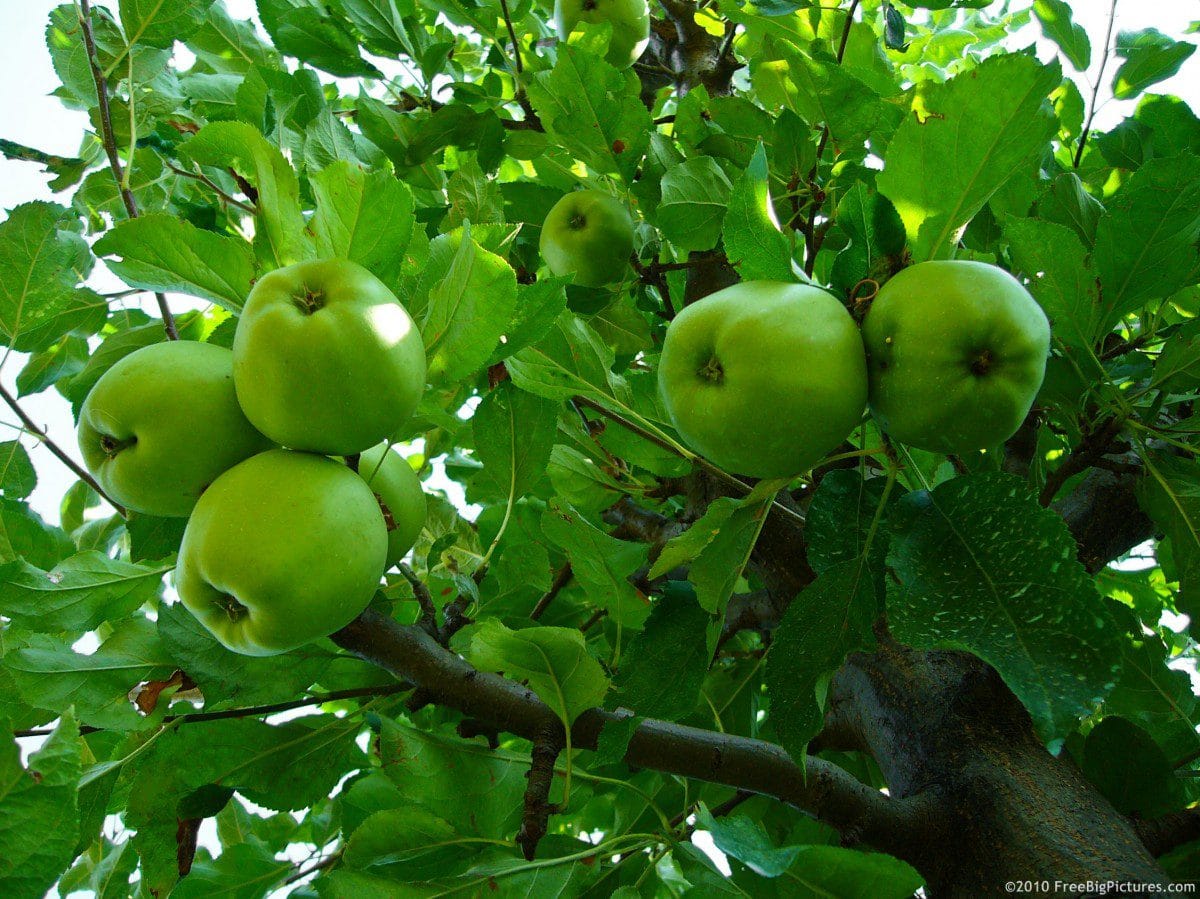 Golden Apple – FREEBigPictures.com