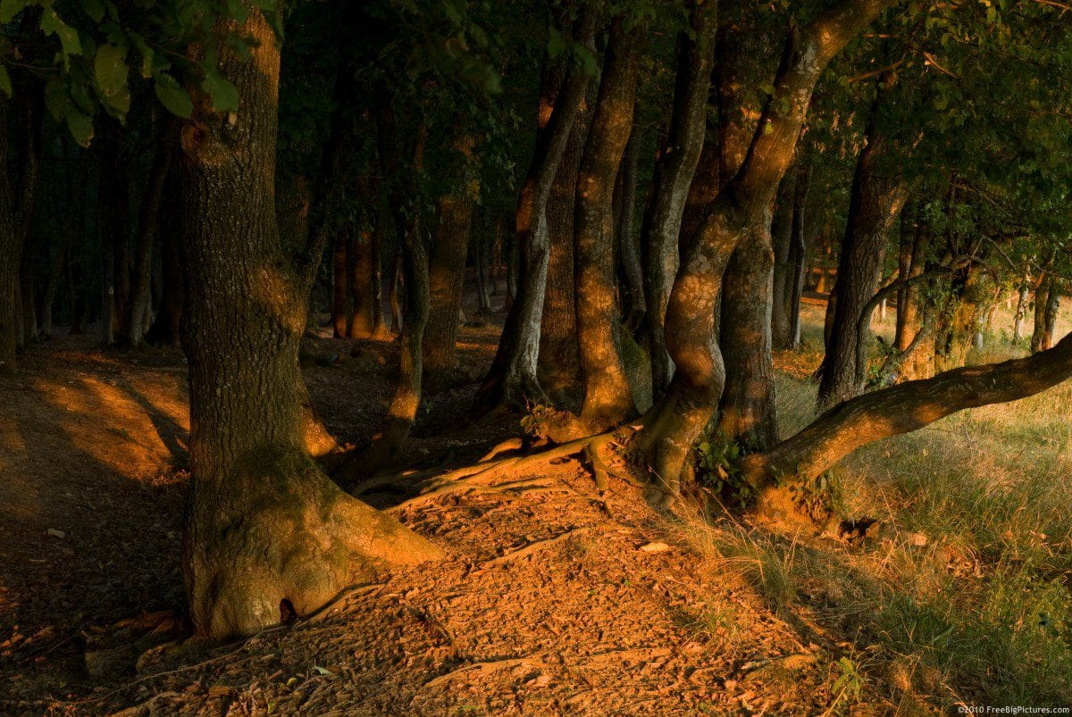 Lit Trees – FREEBigPictures.com