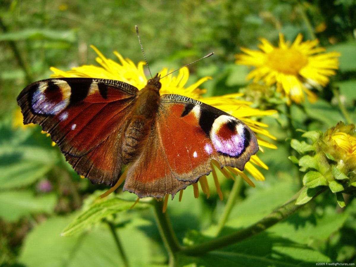 Butterfly Pictures – FREEBigPictures.com