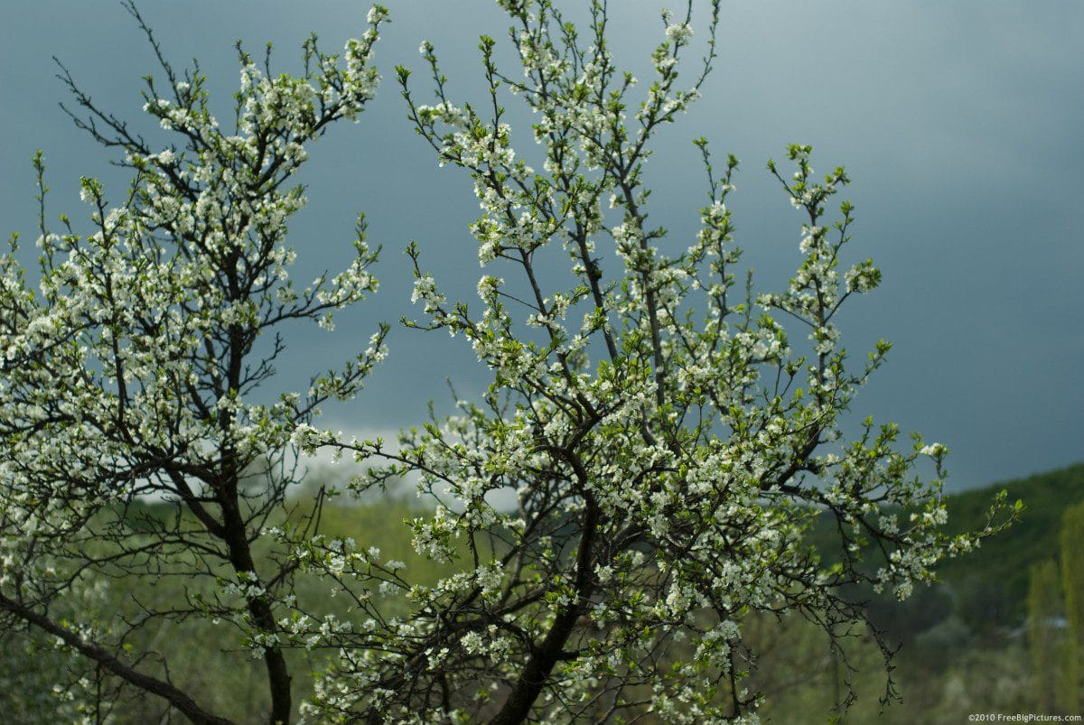 Plum Flowers – FREEBigPictures.com