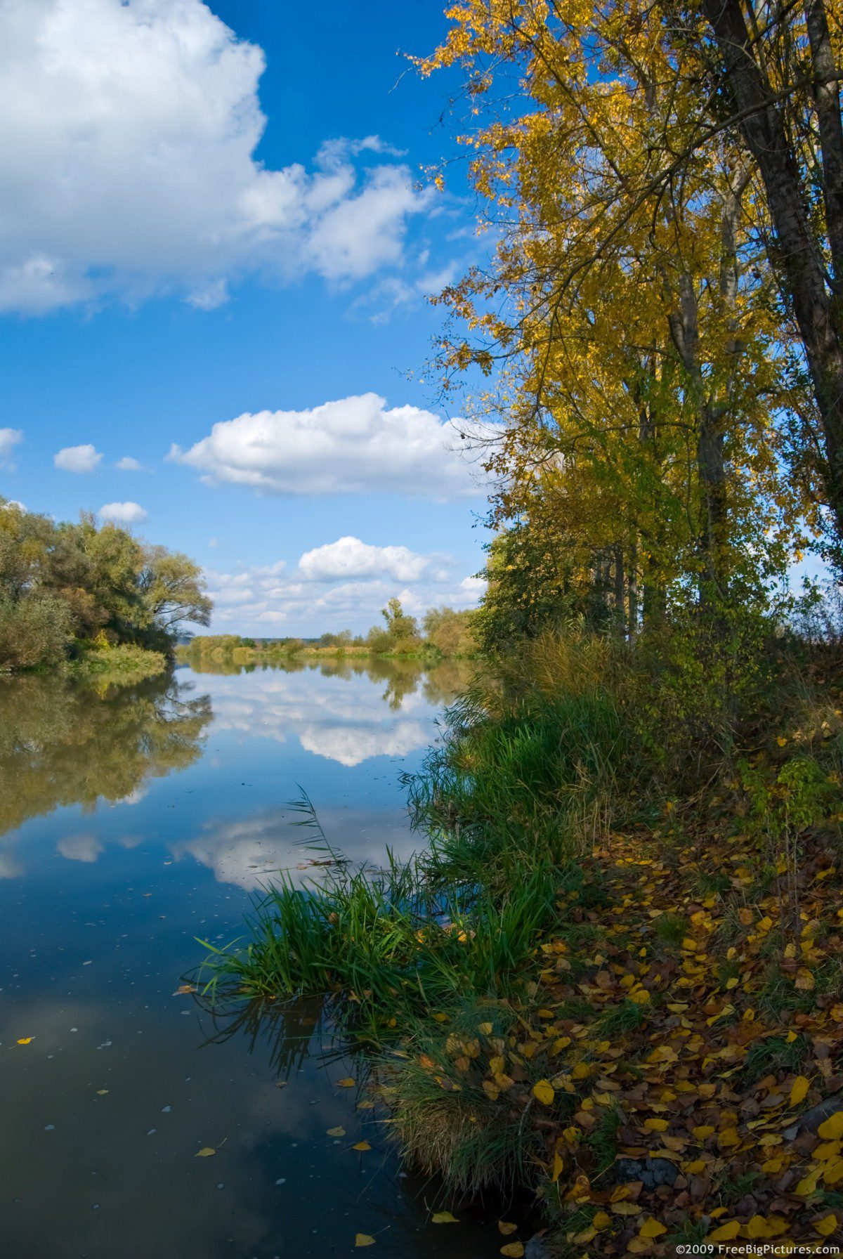 River Trees – FREEBigPictures.com