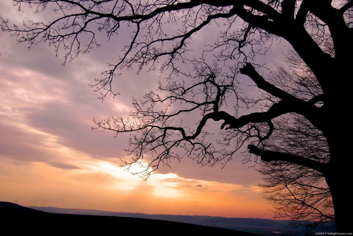 Sundown Tree – FREEBigPictures.com