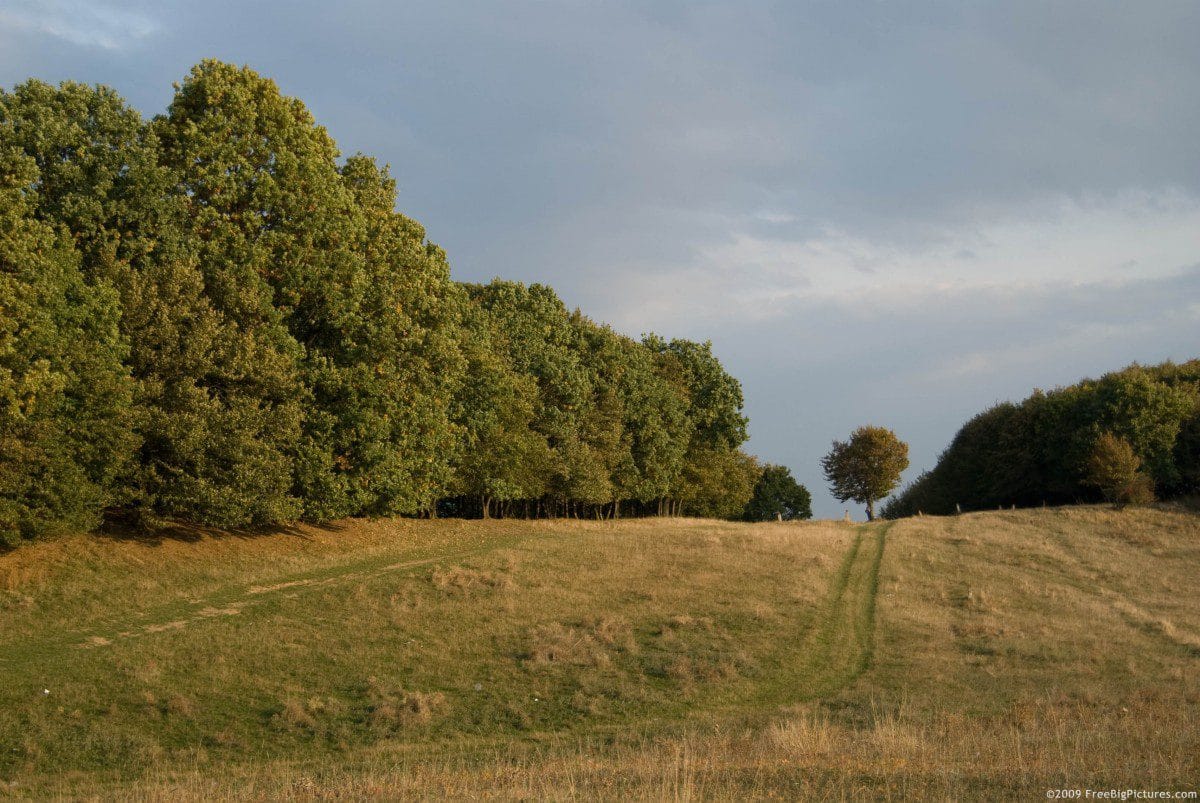 Tree Pictures – FREEBigPictures.com