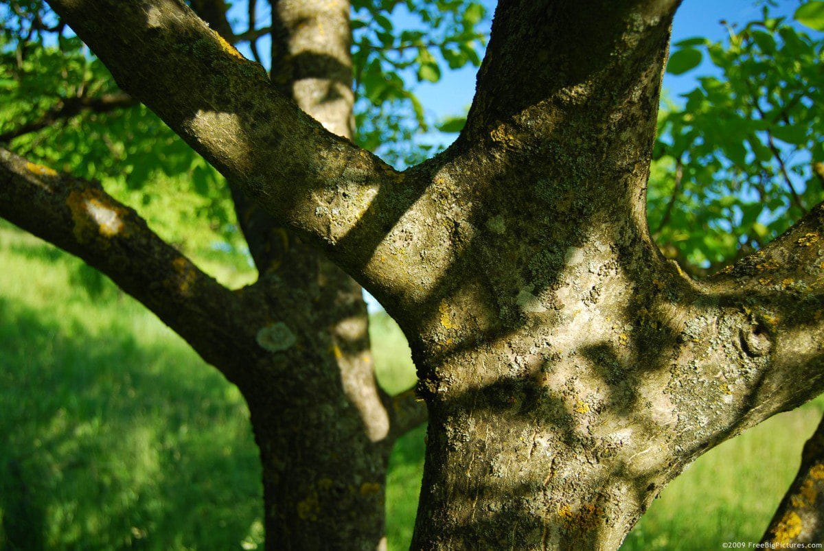 Twin branches – FREEBigPictures.com
