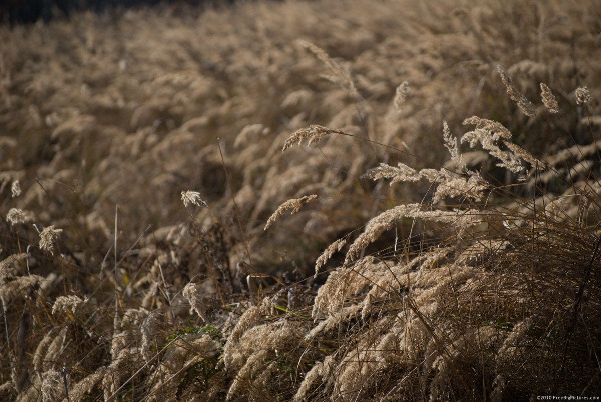 Autumn Pictures – FREEBigPictures.com