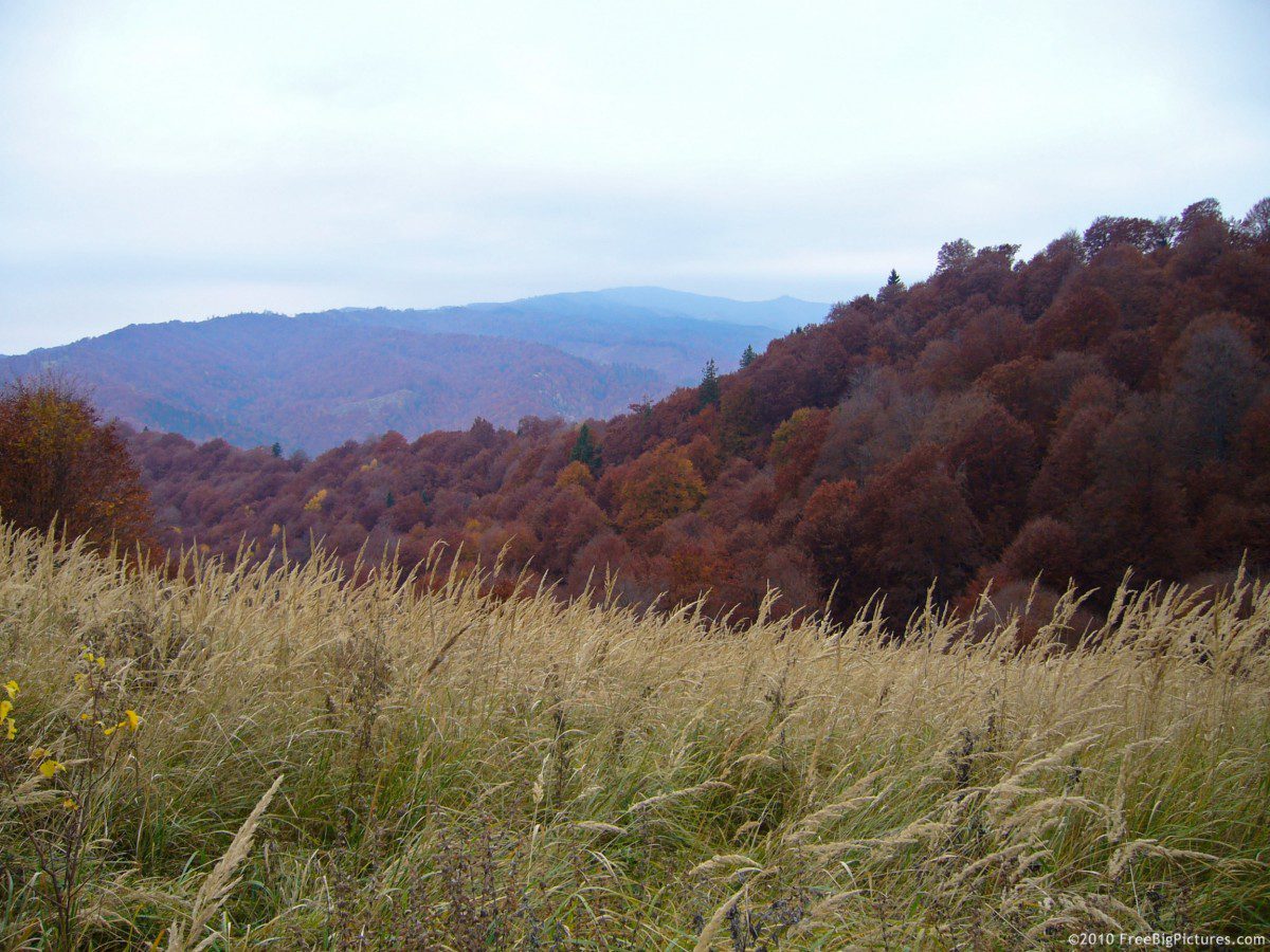 Autumn Vegetation – FREEBigPictures.com
