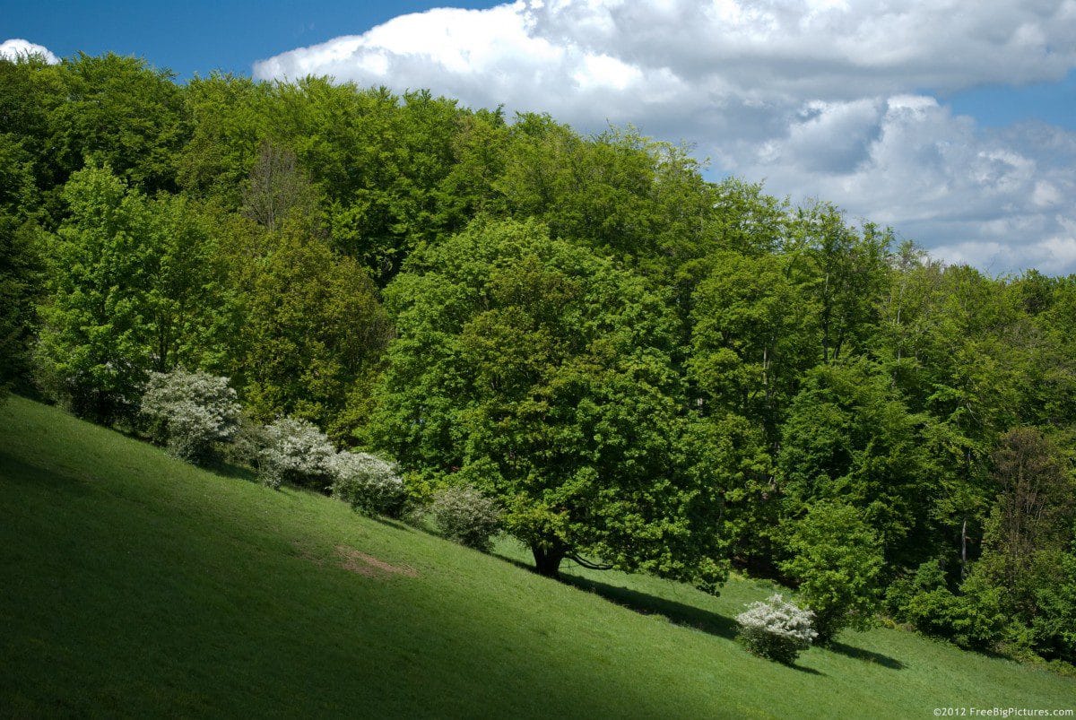 Forest Pictures – FREEBigPictures.com