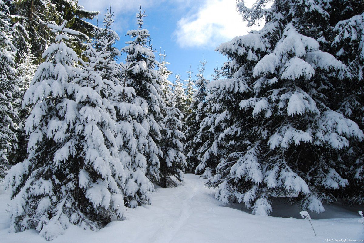 White Firs – FREEBigPictures.com